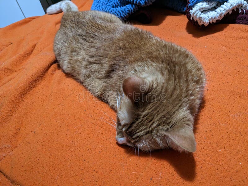 Marley Kitty Sleeping on an Orange Blanket with His Head on the Left ...