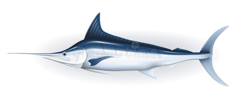 Blue Marlin stock vector. Illustration of fishing, vector - 17280699