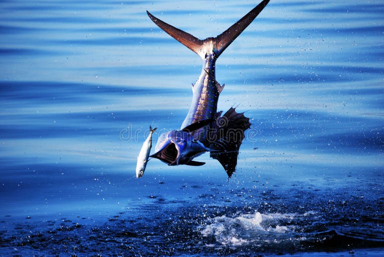 Marlin Chase stock photo. Image of fisher, blue, mexico - 20086562