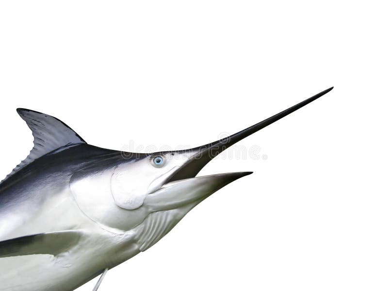 Swordfish Isolated with Clipping Path Stock Photo - Image of blue ...