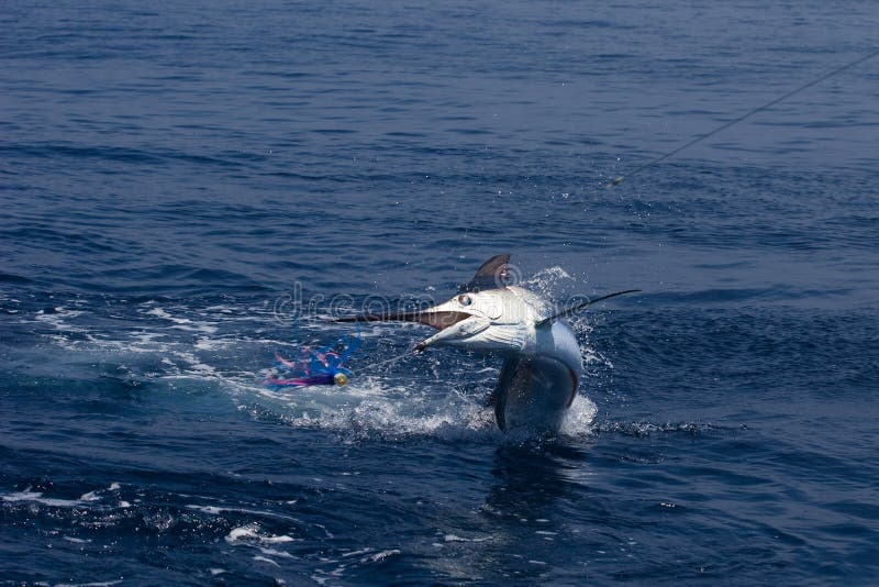 Blue Marlin jumping stock image. Image of marlin, fish - 23688217