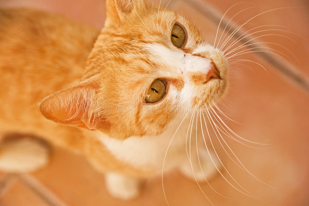 Marmalade Cat . stock image. Image of white, ginger, facial - 20507841