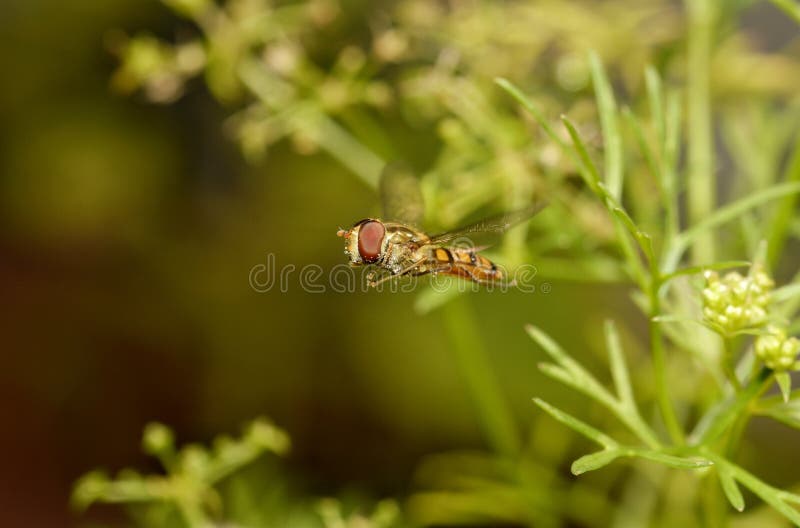 Marmalade Hoverfly Flying by Plants in the Bush Stock Image - Image of ...
