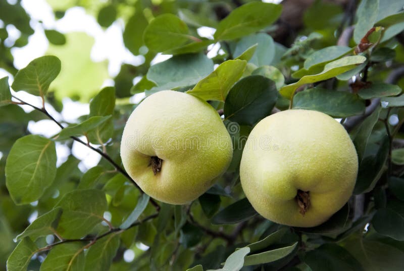 Marmelo foto de stock. Imagem de folha, filial, azedo - 28372196