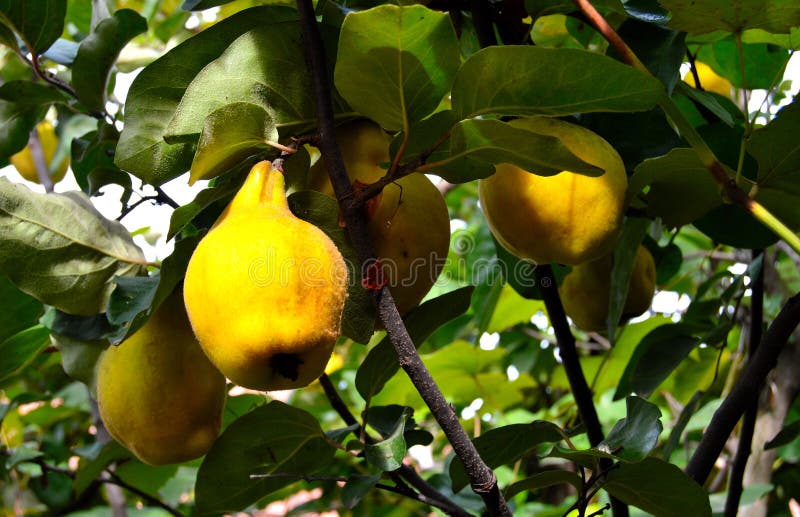 Árvore De Marmelo Com Fruto Maduro Marmelo Maduro Amarelo O Marmelo é F ...