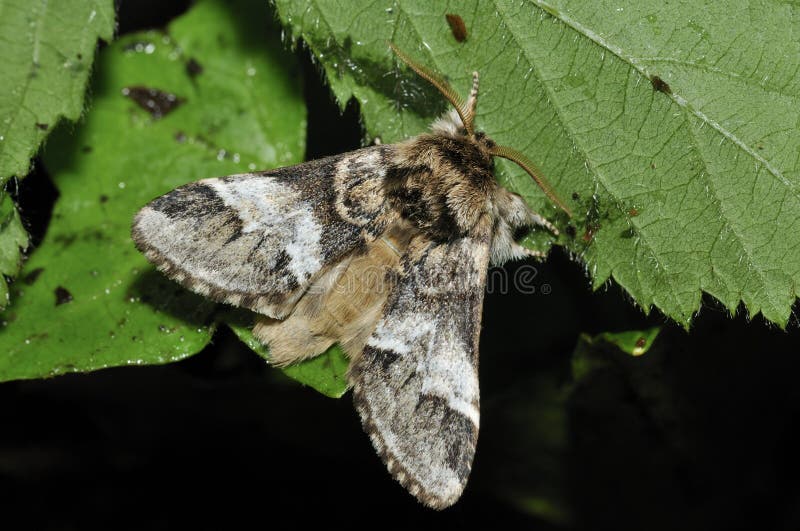 Marmer Bruine Mot stock afbeelding. Image of nave, insect - 44319411