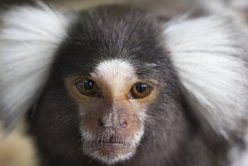 Macaco do sagui foto de stock. Imagem de fofofo, pouco - 49382178