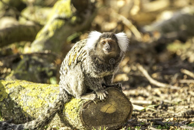 Marmoset stock image. Image of rainforest, creature - 140644559
