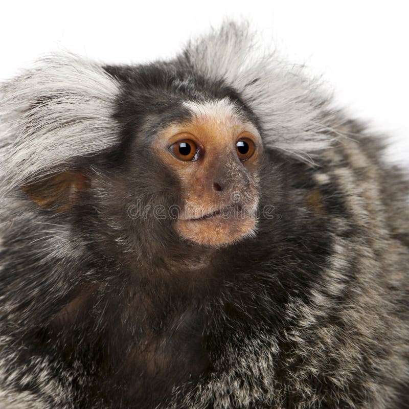Marmoset Callithrix Jacchus - Salvador Da Bahia, Brasil Imagem de Stock ...