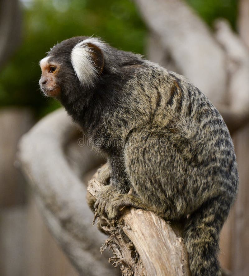 Marmoset stock photo. Image of baby, nature, standing - 317779358