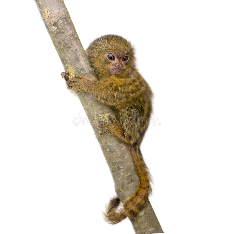 Marmoset De Pigmeu (5 Semanas) Imagem de Stock - Imagem de branco ...