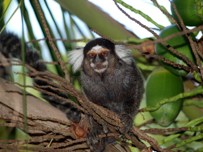 Marmoset Monkey in Palm Tree Stock Image - Image of tree, marmoset ...