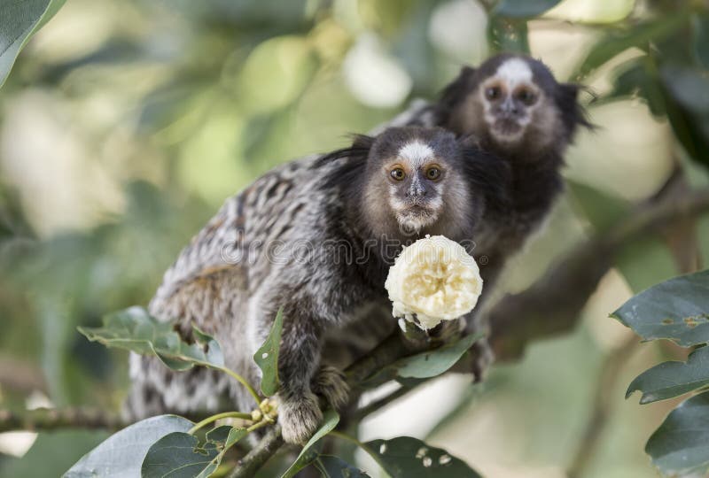 Marmoset Monkey stock image. Image of eyes, america, monkey - 70381341