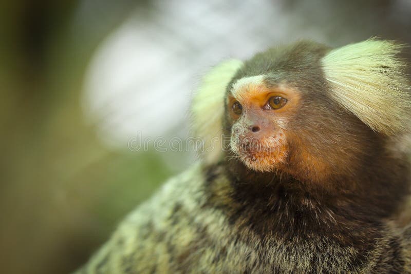 Marmoset monkey stock photo. Image of studio, nature - 39863142