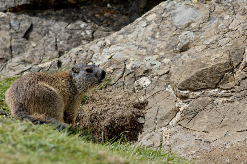 Alpine Marmot (Marmota Marmota) Stock Image - Image of claws, nature ...