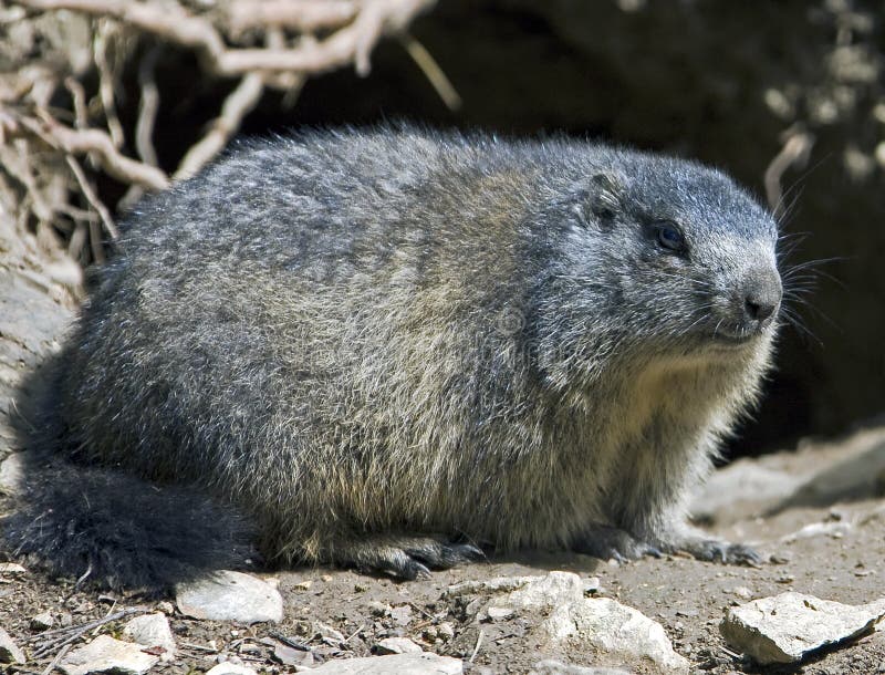 Marmot 1 stock photo. Image of ecology, rodent, animal - 26015850