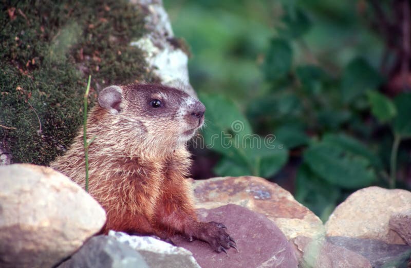 Marmot 1 stock image. Image of hound, claw, quebec, griffe - 3180487