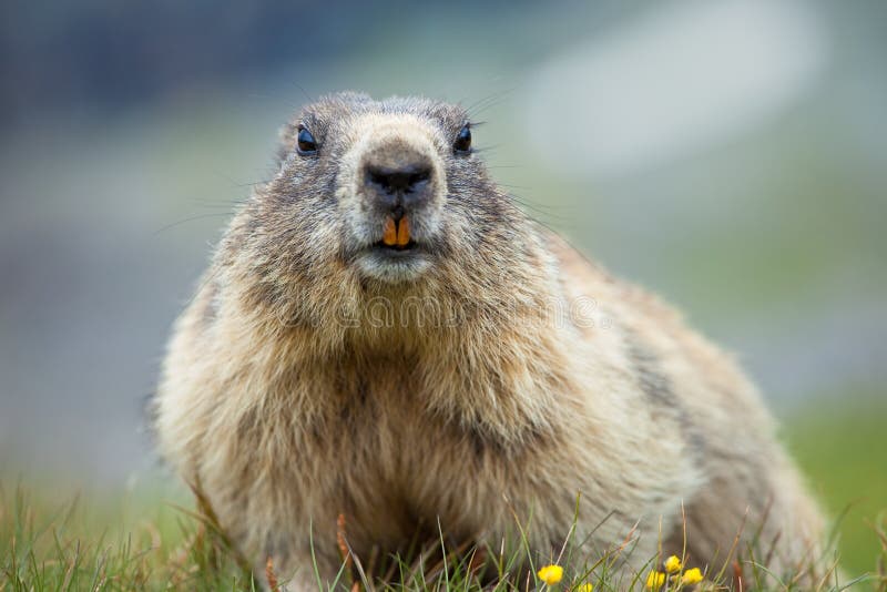 Marmot face stock image. Image of gopher, head, cute, noise - 1430669
