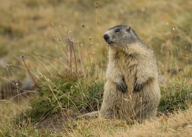 Marmot stock image. Image of colors, nature, nivolet - 11035845