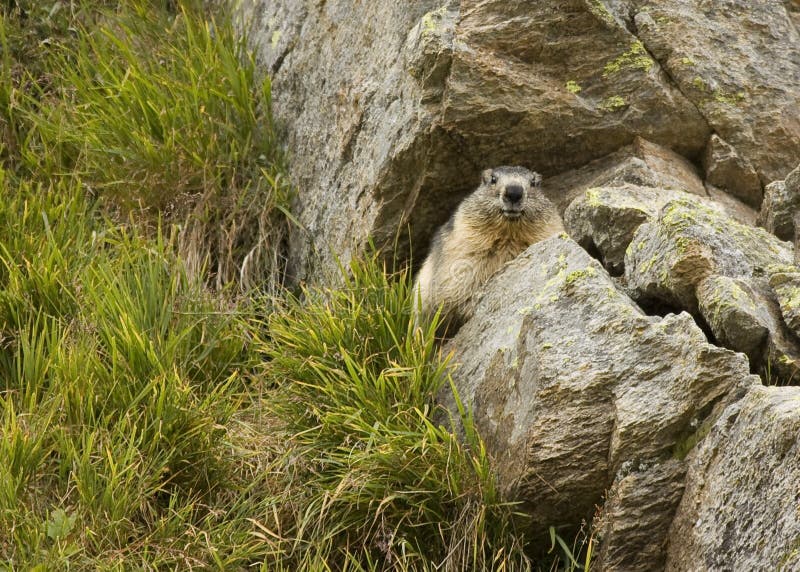Marmot stock image. Image of light, shadow, park, mountain - 11035873