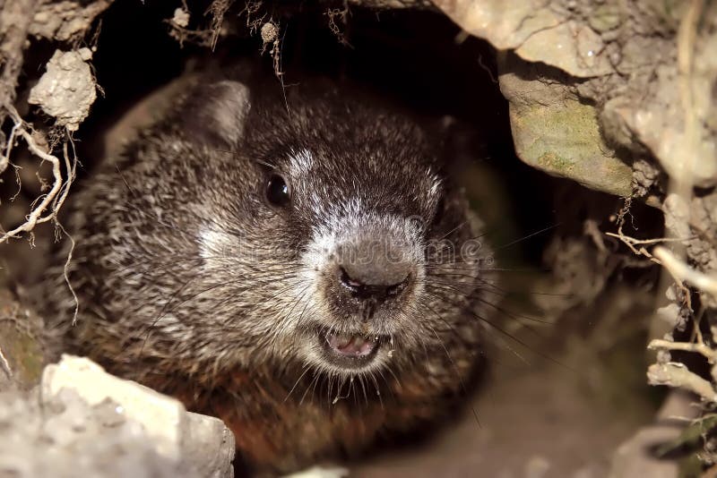 Marmot stock photo. Image of nest, lair, animal, burrow - 1397426