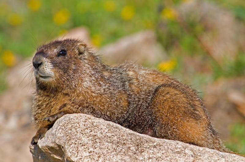 Marmot stock photo. Image of alpine, nature, cold, mountain - 14860290