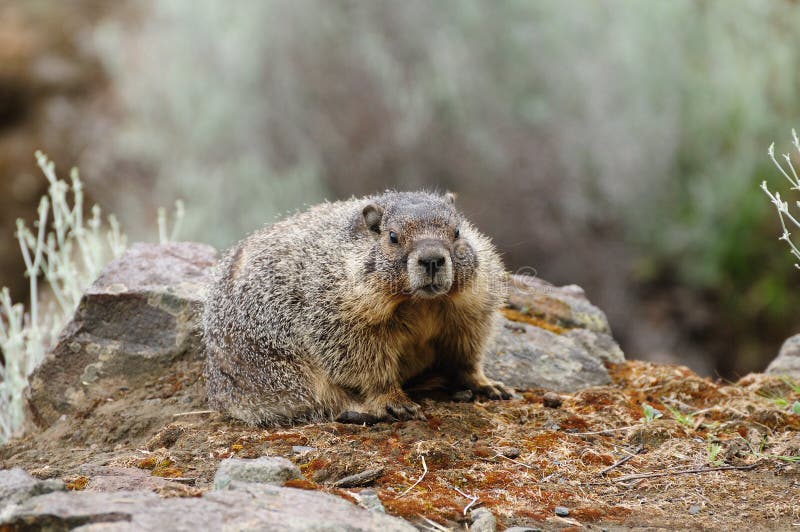 Marmot stock image. Image of rodent, wildness, marmot - 15042035