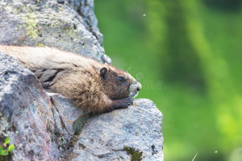 Marmot stock photo. Image of squirrel, animal, national - 155495070