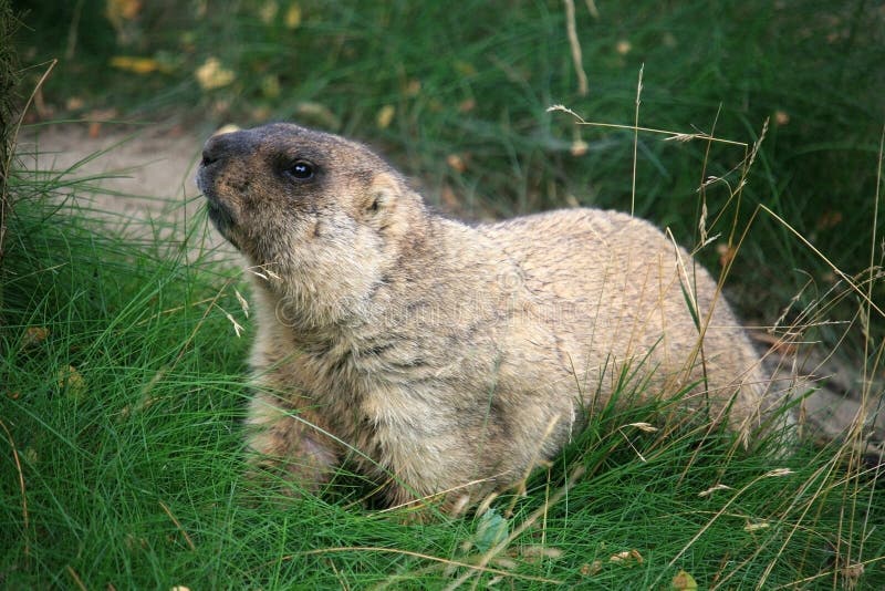 Marmot stock image. Image of freedom, bobak, foliage - 16538731