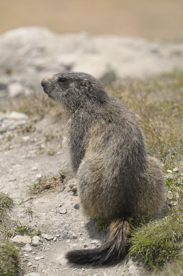 Marmot stock image. Image of mammals, animal, mountain - 17517473