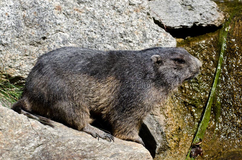 Marmot stock image. Image of french, rocky, fauna, summer - 20838953