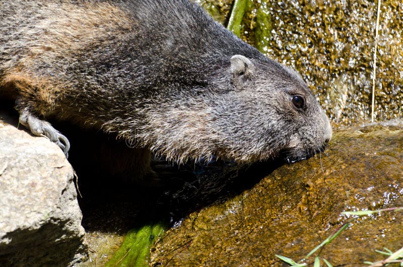 Marmot stock image. Image of furry, spring, claws, natural - 20838963