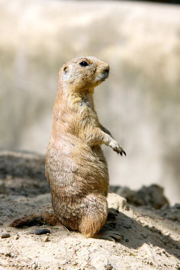 Standing Marmot stock image. Image of mount, ground - 100606841