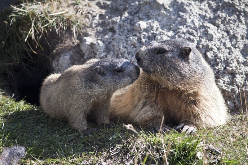 Marmot stock photo. Image of kiss, wild, mother, feelings - 21154094
