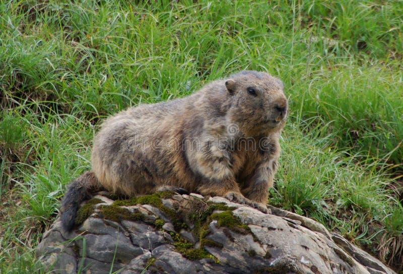 Marmot stock photo. Image of furry, swiss, marmot, alps - 22291748