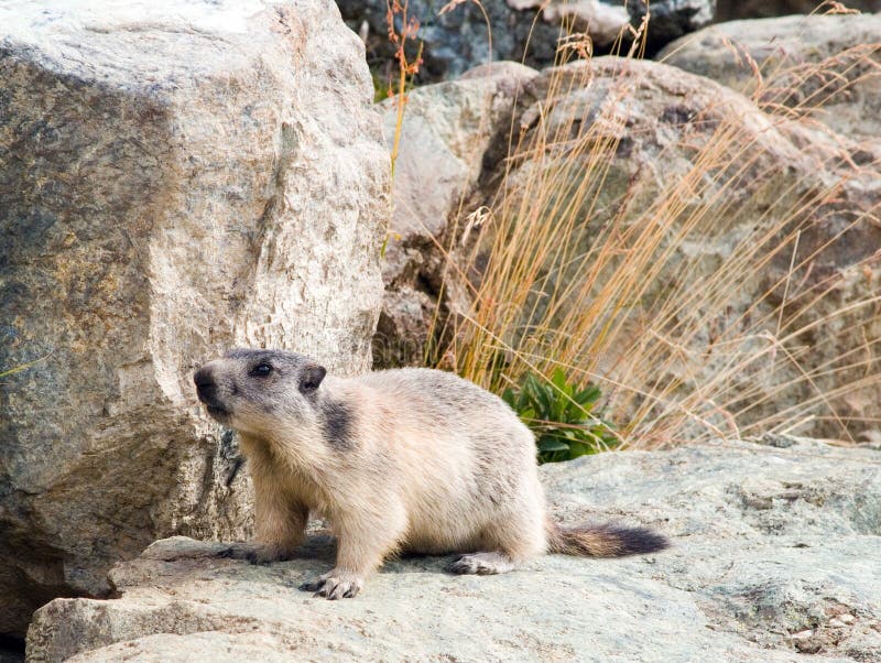 Yellow Bellied Marmot stock photo. Image of mammal, female - 53881968
