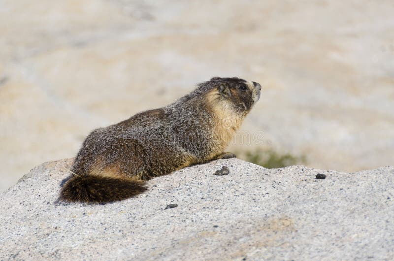Marmot stock image. Image of environment, tourism, savage - 26841095