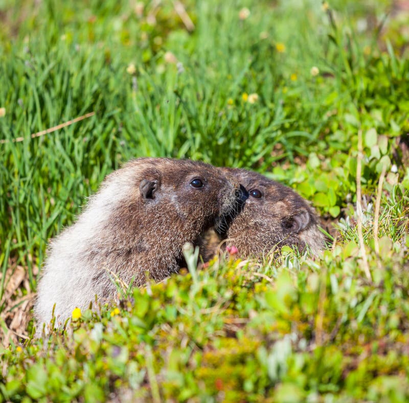 Rocky Mountains Canadian Marmot Portrait Stock Photo - Image of ...