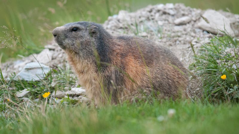 Marmot stock image. Image of french, grass, mammal, fuzzy - 27251731