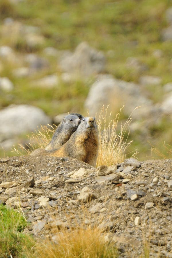 Marmotten Die in Franse Alpen Kussen Stock Foto - Image of leuk, alpen ...