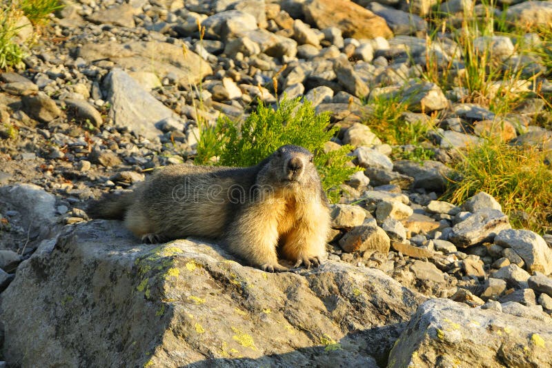 Marmotten Die in Franse Alpen Kussen Stock Foto - Image of leuk, alpen ...