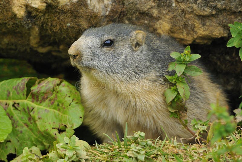 Marmotten Die in Franse Alpen Kussen Stock Foto - Image of leuk, alpen ...