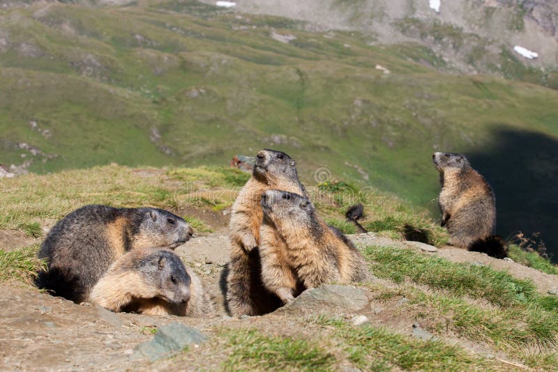 Alpine Marmot (Marmota Marmota) Stock Image - Image of claws, nature ...