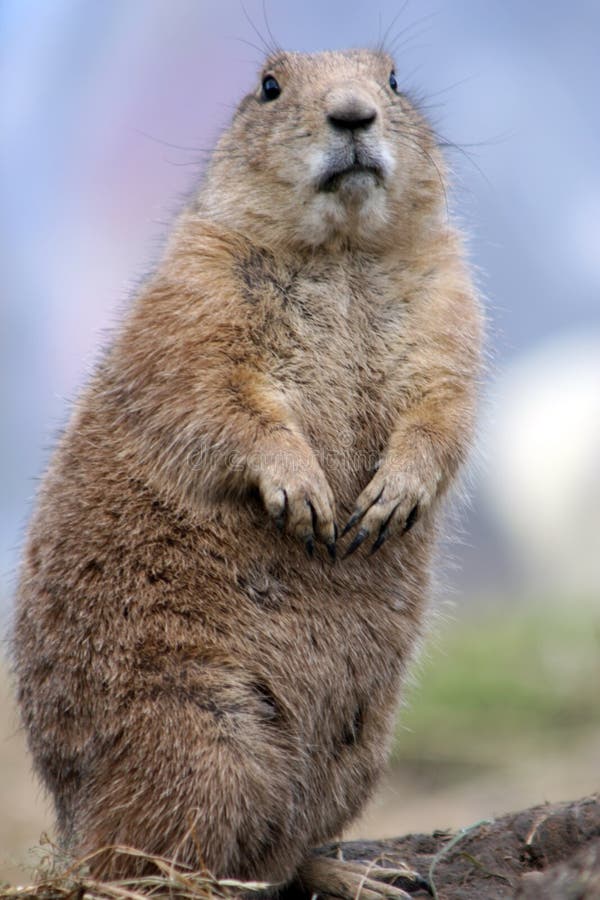 Marmot stock photo. Image of mammal, marmot, wildlife - 2839876