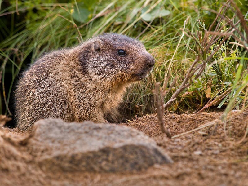 Marmot stock image. Image of rodent, wildness, marmot - 15042035