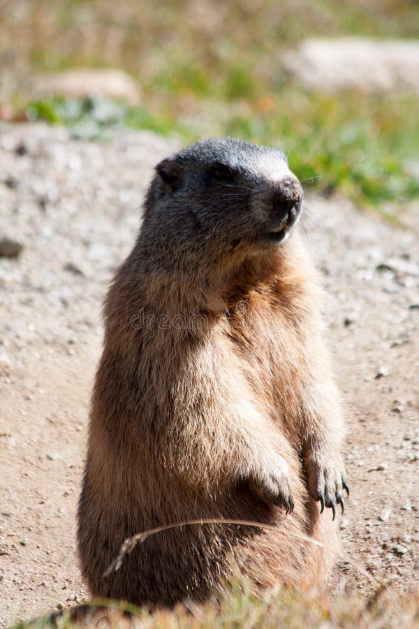 Marmot stock image. Image of dolomites, mountain, marmot - 38163677