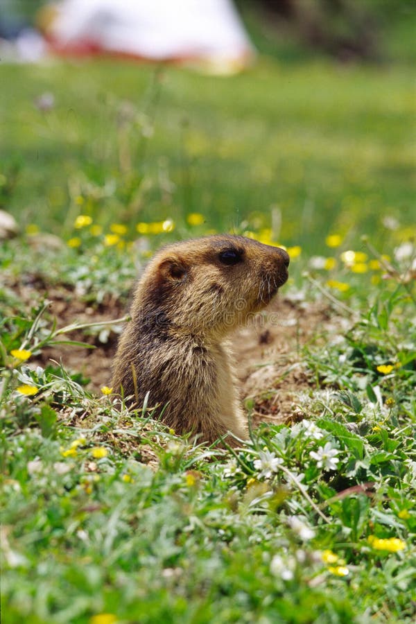 Marmot between flowers stock image. Image of rhododendron - 13332795