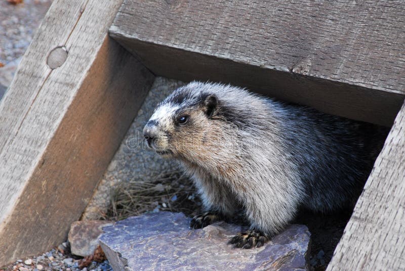 Marmot stock image. Image of brown, stood, canada, watch - 5527095