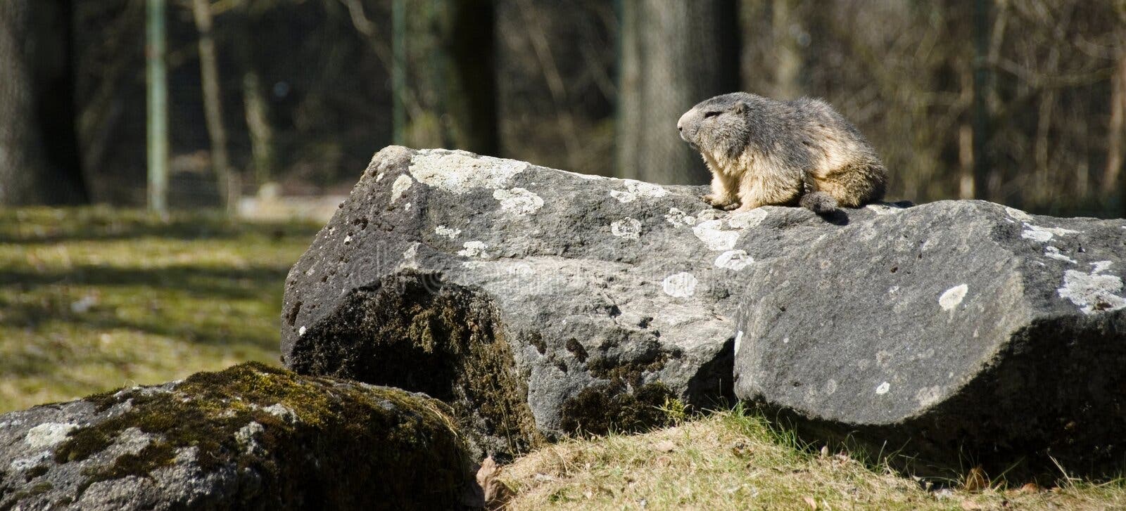 Sunbathing Marmot stock image. Image of rock, bellied - 32216347