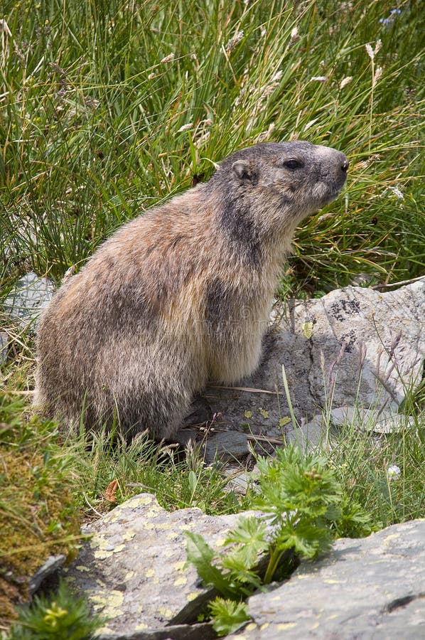 Marmot in Alpen stock foto. Image of alpen, rotsen, hemel - 34723692